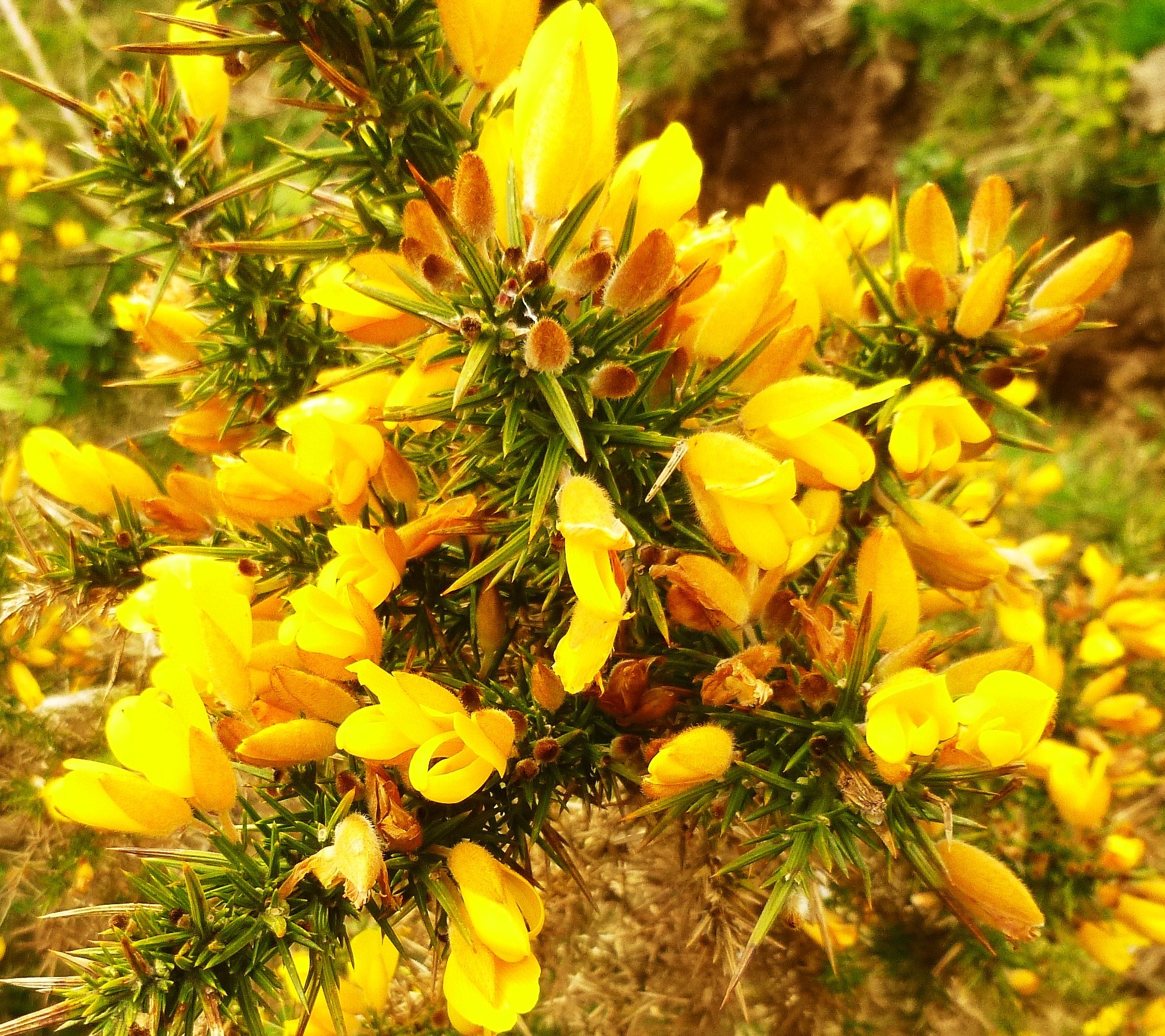 Gorse Flower Tea